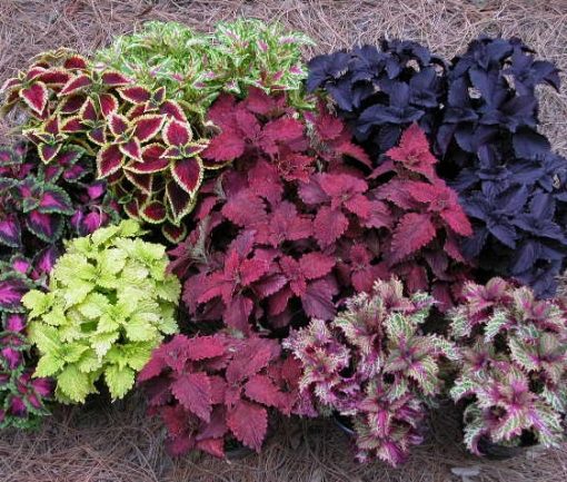 Cara Menumbuhkan Tanaman Hias Coleus - BibitBunga.com