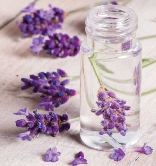 20 Manfaat Lavender untuk Kesehatan dan Kecantikan - BibitBunga.com