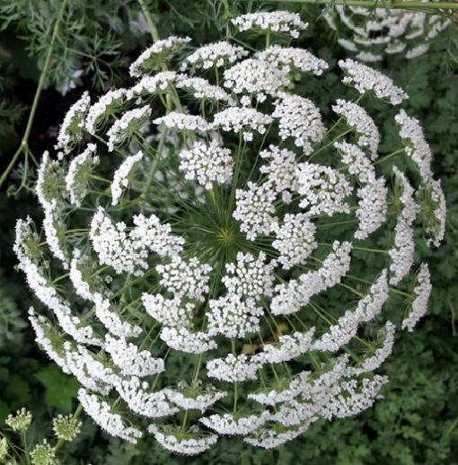 Daftar Nama Bunga Lengkap Beserta Gambar dan Penjelasannya - BibitBunga.com