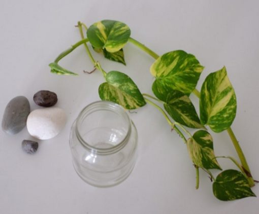 Cara Menanam Money Plant - BibitBunga.com