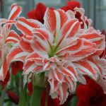 Daftar Nama Bunga Lengkap Beserta Gambar dan Penjelasannya - BibitBunga.com