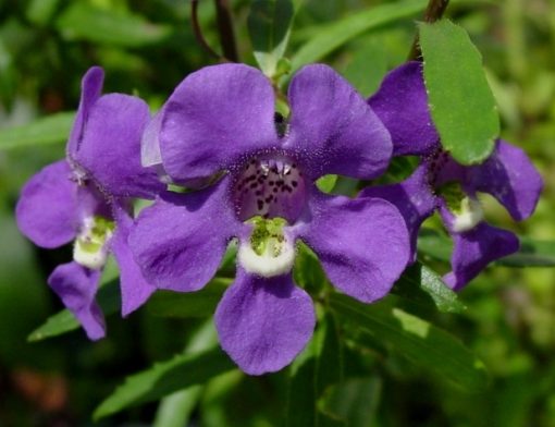 Daftar Nama Bunga Lengkap Beserta Gambar dan Penjelasannya - BibitBunga.com