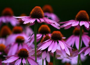 Daftar Nama Bunga Lengkap Beserta Gambar dan Penjelasannya - BibitBunga.com