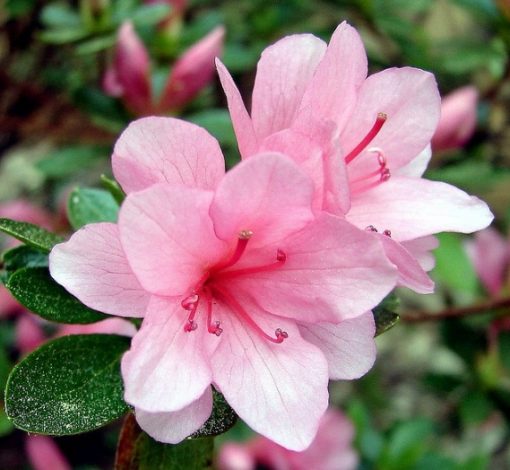 Daftar Nama Bunga Lengkap Beserta Gambar dan Penjelasannya - BibitBunga.com