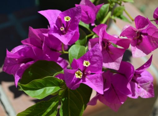 Daftar Nama Bunga Lengkap Beserta Gambar dan Penjelasannya - BibitBunga.com