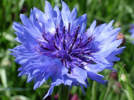 Daftar Nama Bunga Lengkap Beserta Gambar dan Penjelasannya - BibitBunga.com