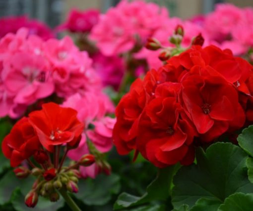 Manfaat dan Khasiat Tanaman Hias Geranium - BibitBunga.com