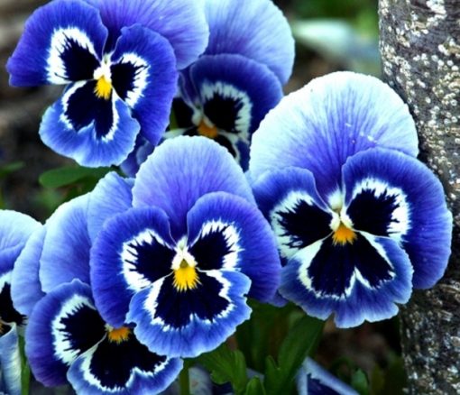 Daftar Nama Bunga Lengkap Beserta Gambar dan Penjelasannya - BibitBunga.com