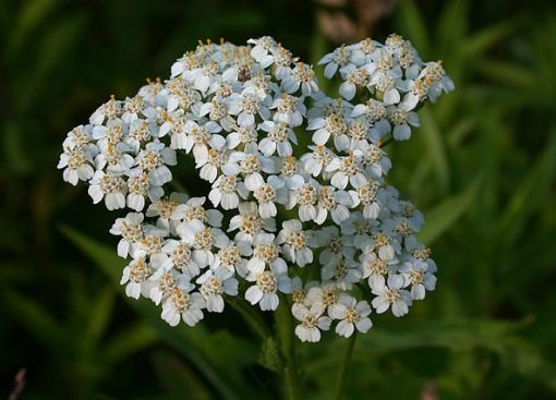 Daftar Nama Bunga Lengkap Beserta Gambar dan Penjelasannya - BibitBunga.com