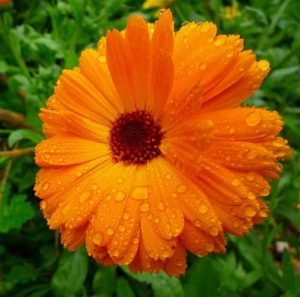 Daftar Nama Bunga Lengkap Beserta Gambar dan Penjelasannya - BibitBunga.com