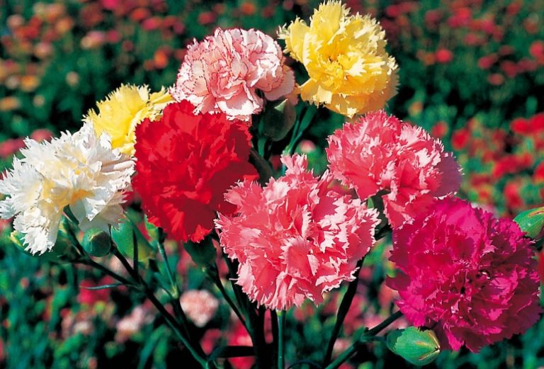 Arti dan Makna Bunga Carnation - BibitBunga.com