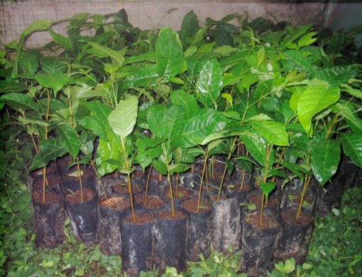 Cara Budidaya Pohon Mahoni - BibitBunga.com