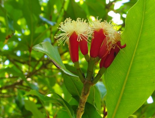 Daftar Tanaman Obat Lengkap Beserta Gambar dan Khasiatnya - BibitBunga.com