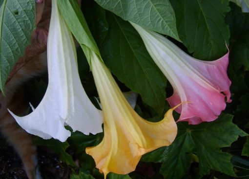 Bunga Angel's Trumpet, Si Cantik Yang Mematikan - BibitBunga.com