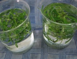 Cara Menanam Anggrek Botol & Tips Merawatnya - BibitBunga.com