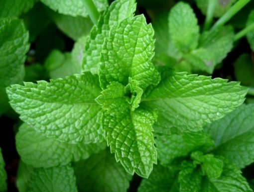 Manfaat Daun Mint Untuk Diet - BibitBunga.com