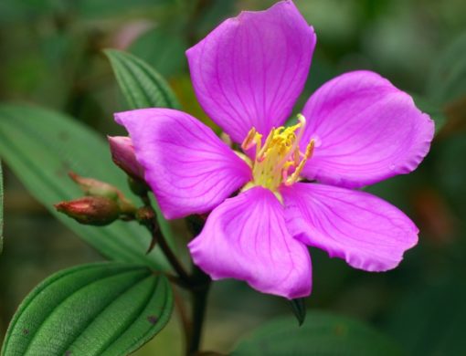 Ciri-ciri dan Khasiat Tanaman Herbal Senggani - BibitBunga.com