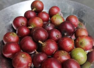 Si Langka Buah Rukam yang Berkhasiat - BibitBunga.com