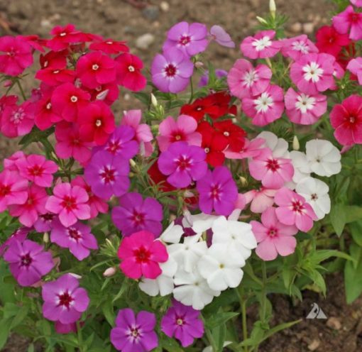 Cara Menanam Bunga Phlox - BibitBunga.com