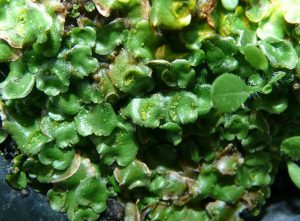 Jenis Lumut dan Gambarnya - BibitBunga.com