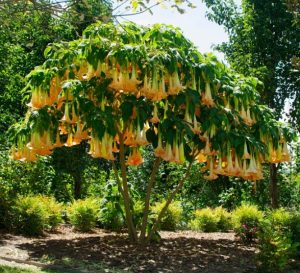 Bunga Angel's Trumpet, Si Cantik Yang Mematikan - BibitBunga.com