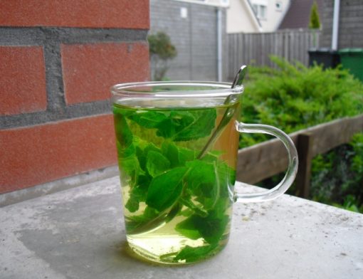 Manfaat Daun Mint Untuk Diet - BibitBunga.com