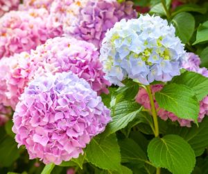 9 Fakta, Arti dan Makna Bunga Hydrangea (Kembang Bokor) - BibitBunga.com