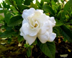 Arti dan Makna Bunga Kacapiring (Gardenia) - BibitBunga.com