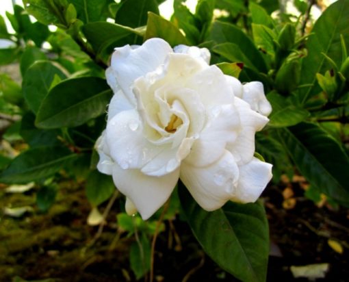 Arti dan Makna Bunga Kacapiring (Gardenia) - BibitBunga.com