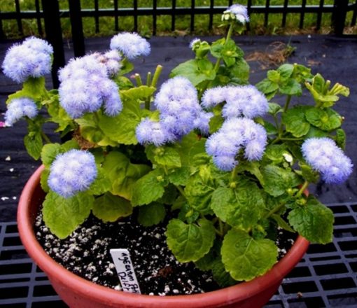 Cara Menanam Bunga Ageratum - BibitBunga.com