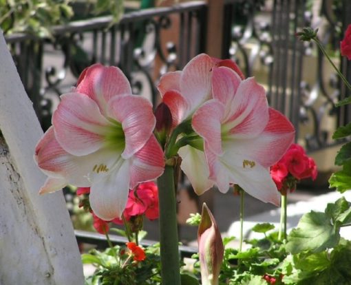 Legenda, Makna dan Fakta Bunga Amarilis - BibitBunga.com