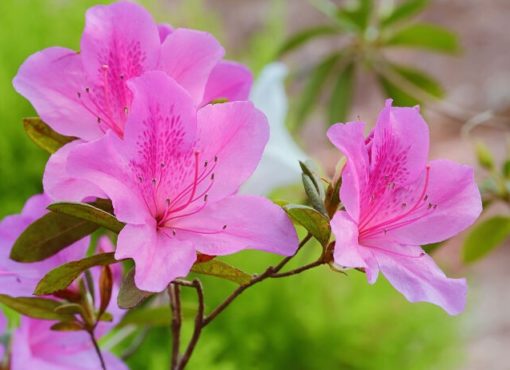 Arti dan Makna Bunga Azalea - BibitBunga.com