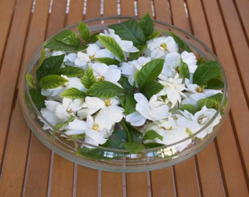 Arti dan Makna Bunga Kacapiring (Gardenia) - BibitBunga.com