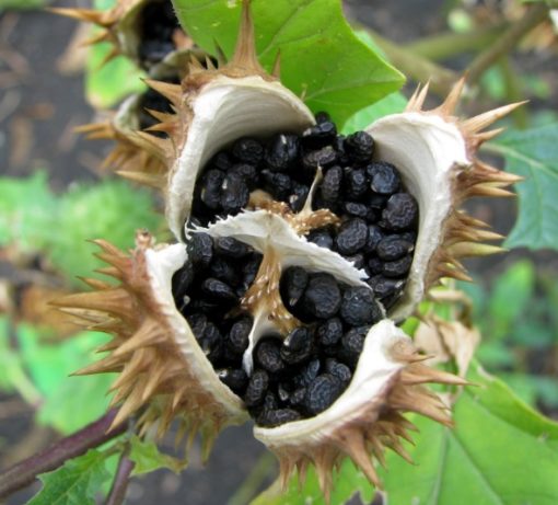 Bunga Terompet, Si Cantik yang 'Memabukkan' - BibitBunga.com