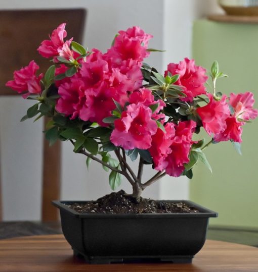 Cara Menanan dan Merawat Bunga Azalea - BibitBunga.com