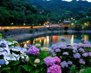 9 Fakta, Arti dan Makna Bunga Hydrangea (Kembang Bokor) - BibitBunga.com