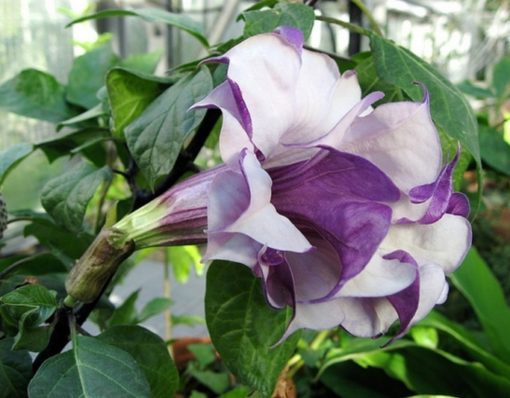 Bunga Terompet, Si Cantik yang 'Memabukkan' - BibitBunga.com