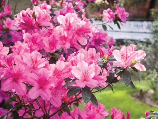 Cara Menanan dan Merawat Bunga Azalea - BibitBunga.com