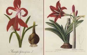 Legenda, Makna dan Fakta Bunga Amarilis - BibitBunga.com