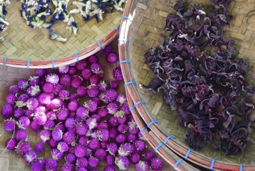 Manfaat Bunga Kancing untuk Kesehatan - BibitBunga.com