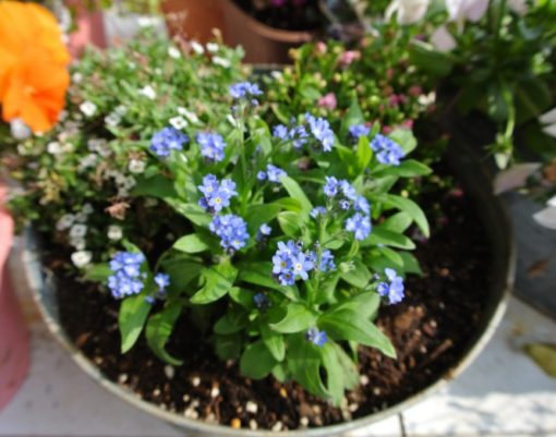 Cara Menanam dan Merawat Bunga Forget Me Not - BibitBunga.com