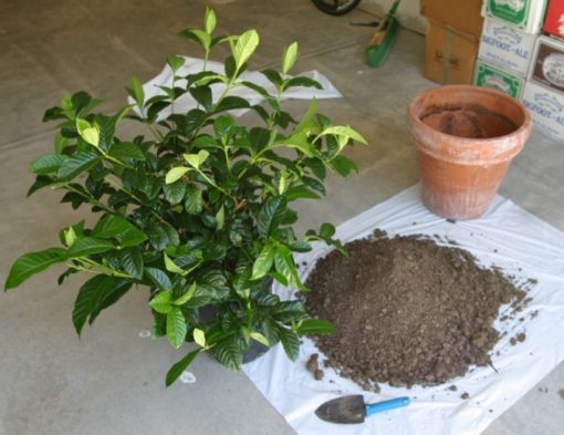 Cara Menanam dan Merawat Bunga Kacapiring (Gardenia) - BibitBunga.com