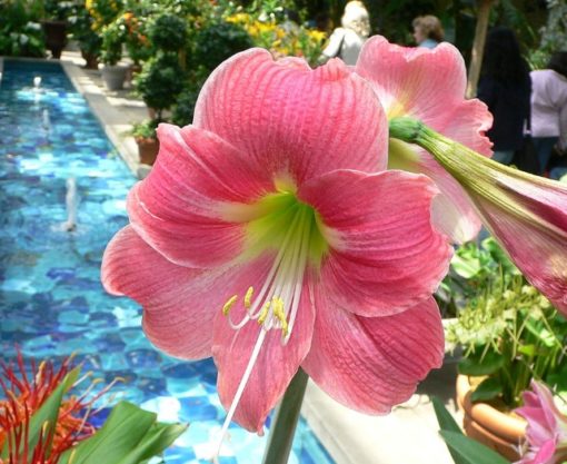 Cara Menanam Bunga Amarilis - BibitBunga.com