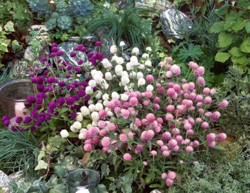 Cara Menanam dan Merawat Bunga Kancing (Gomphrena) - BibitBunga.com