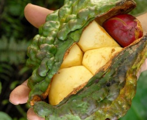 Kacang Kola, Ciri-ciri, Khasiat Serta Manfaatnya - BibitBunga.com