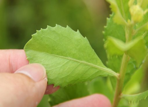 Daun Beluntas Sebagai Pengobatan Herbal - BibitBunga.com