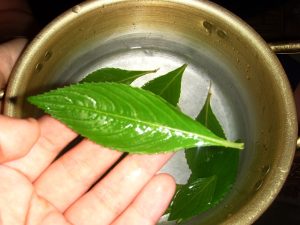 Ciri-ciri Tanaman Pacar Air Beserta Manfaatnya - BibitBunga.com