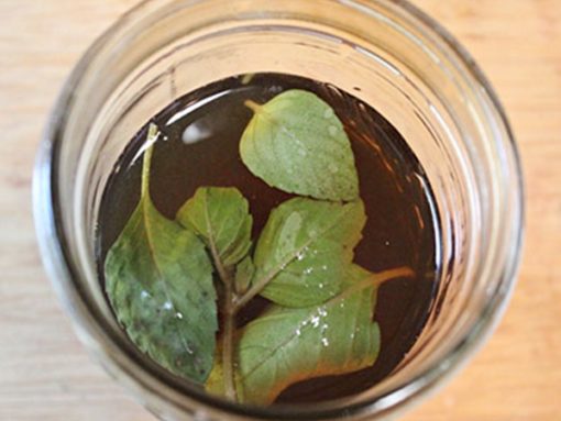 Khasiat dan Manfaat Daun Ruku-Ruku - BibitBunga.com