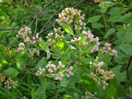 Daun Beluntas Sebagai Pengobatan Herbal - BibitBunga.com