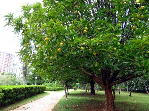 Manfaat Tanaman Simpur Untuk Kesehatan - BibitBunga.com